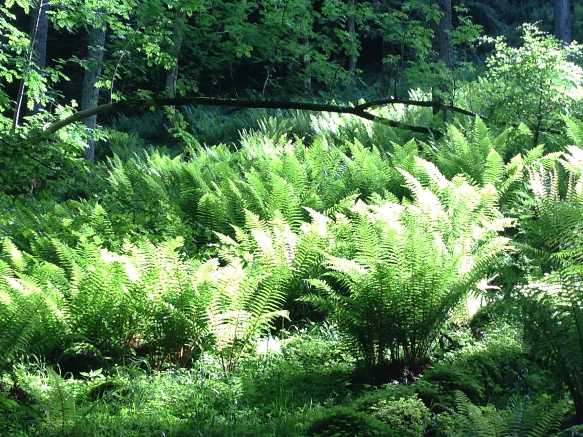 About me – Lisa Whitehead Therapy